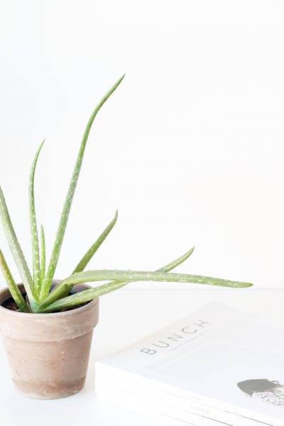 Top 5 Scandinavian Decor Plants You’ll Love! – Design Studio 210