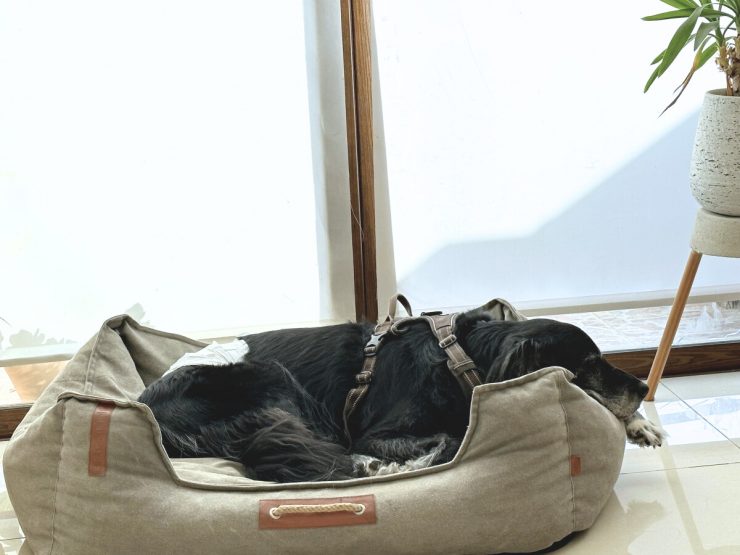 12 Stylish Dog Beds with a Minimal Style [2024 Trend] – Design Studio 210